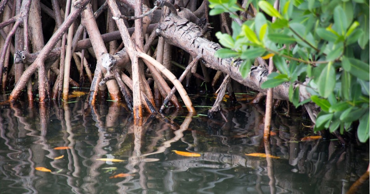 Five benefits of mangrove forests - Geoversity™