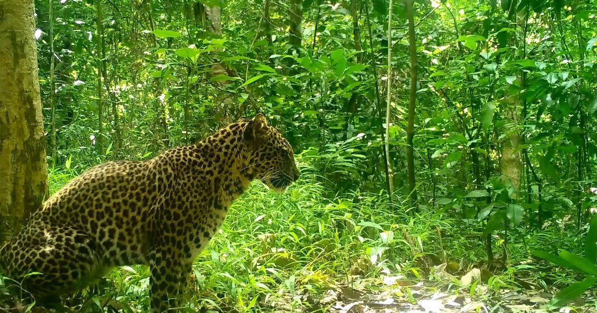 How camera traps benefit Javan leopards - Geoversity™